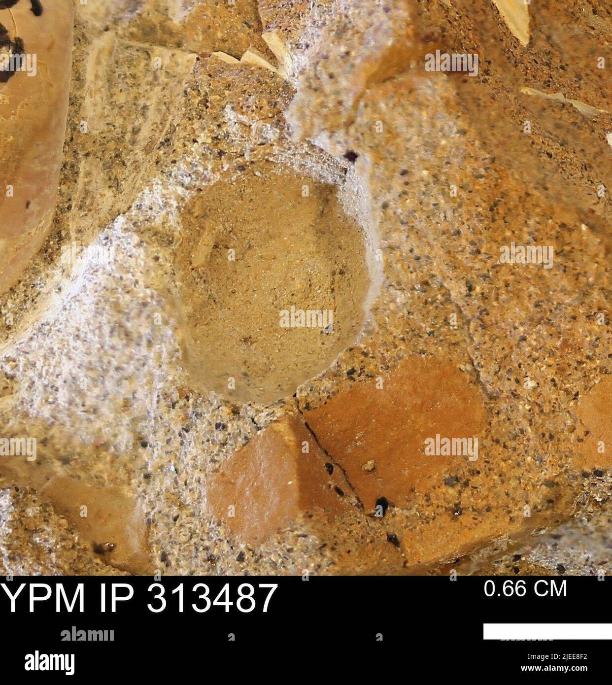 Corbicula sp hi-res stock photography and images - Alamy