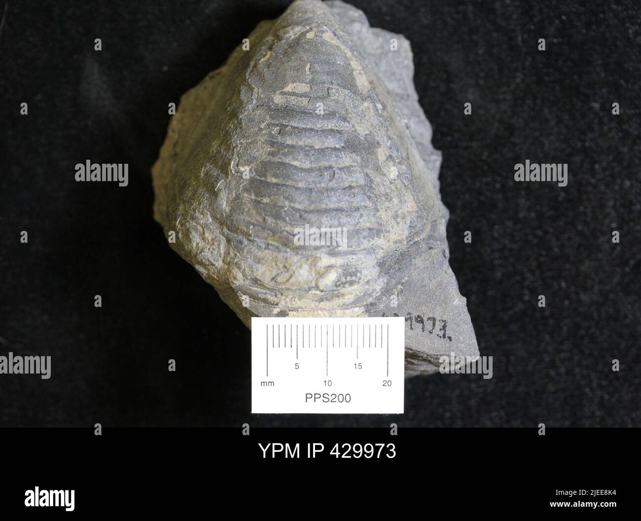 Trimerus hi-res stock photography and images - Alamy