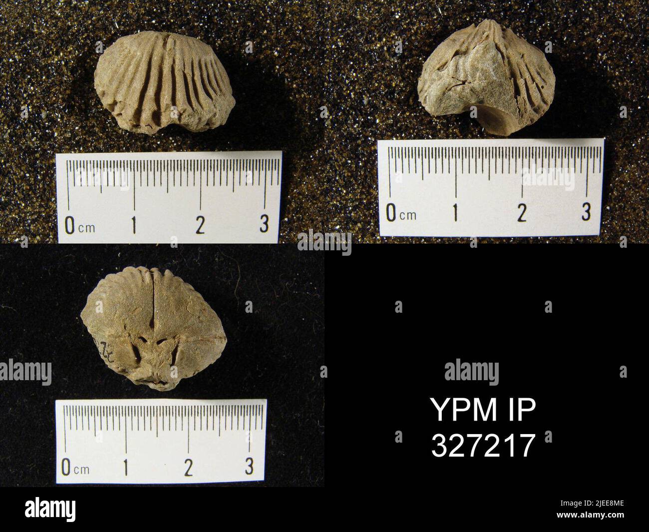 Camarotoechia contracta Hall, 1843 Stock Photo - Alamy