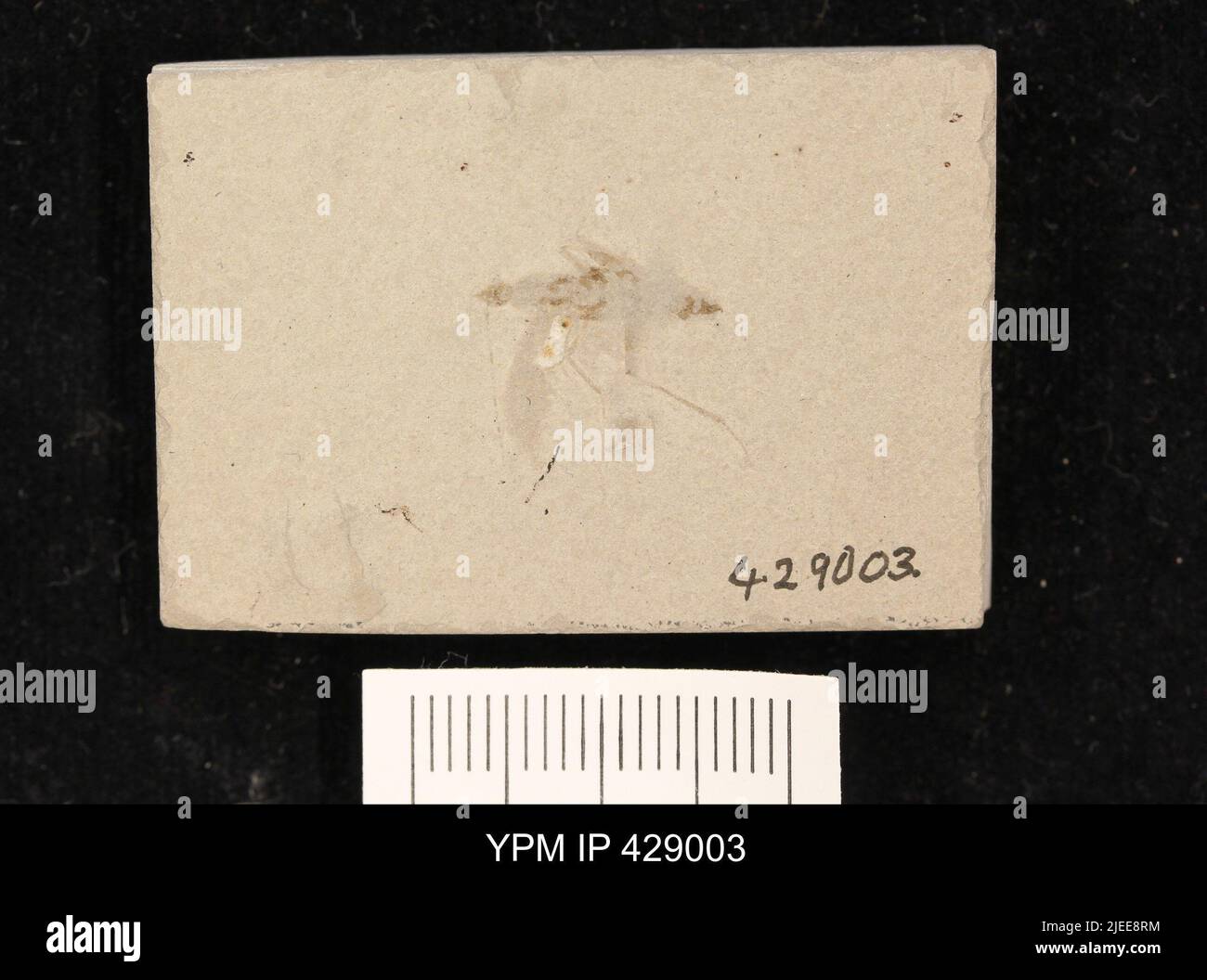 Undet pterygota animalia hi-res stock photography and images - Alamy