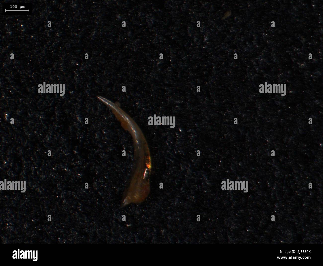 Panderodus gracilis (Branson & Mehl, 1933 Stock Photo - Alamy