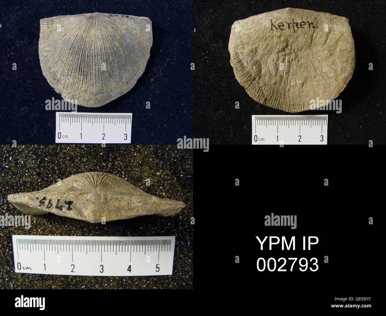Umbraculum umbraculum hi-res stock photography and images - Alamy