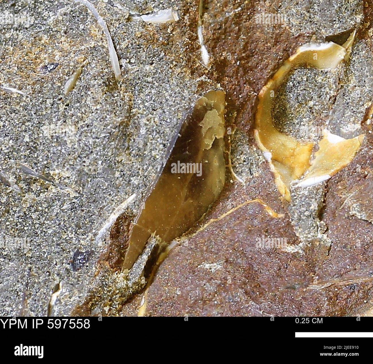 Ammonoidea squids hi-res stock photography and images - Alamy