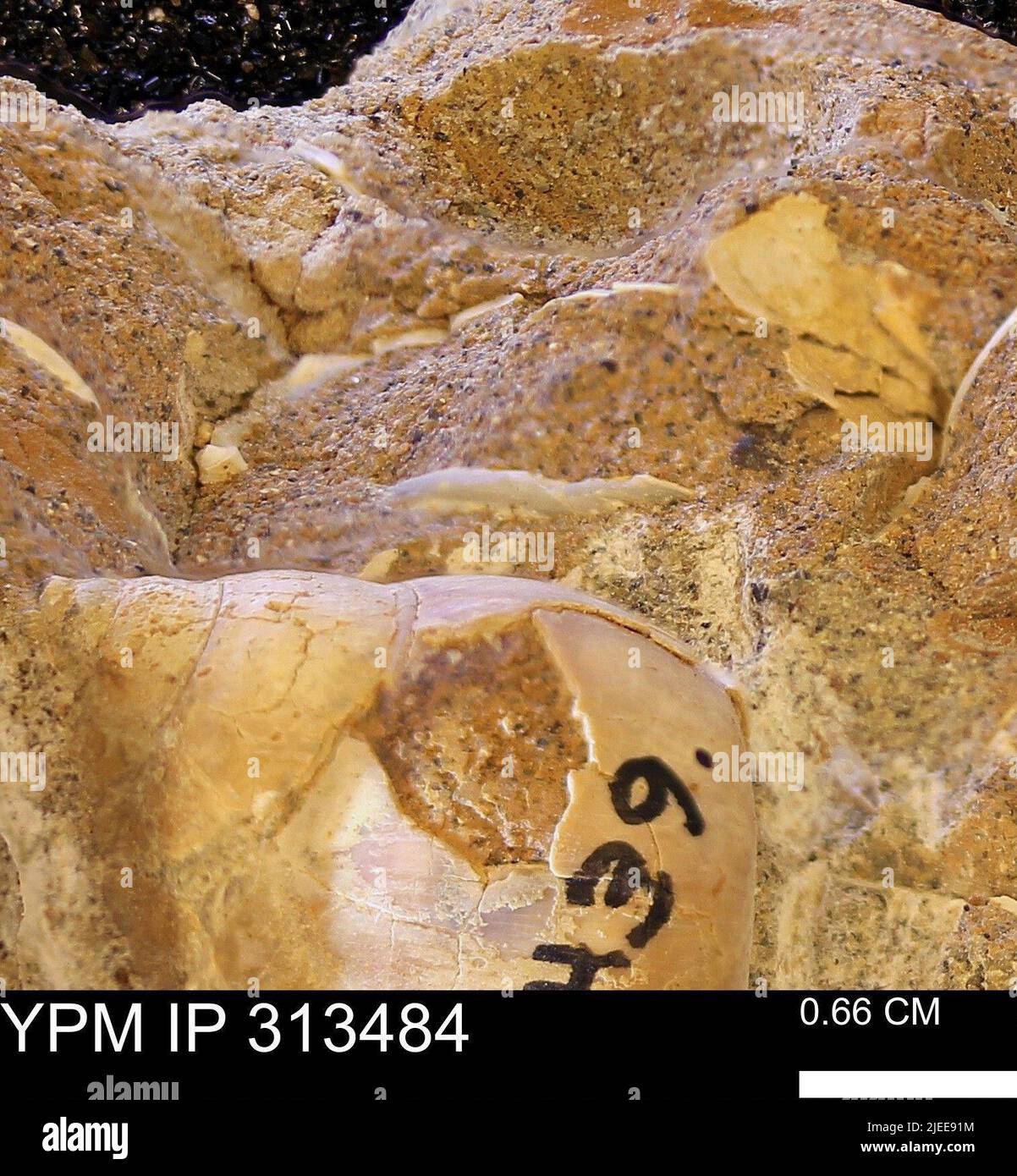 Corbicula sp hi-res stock photography and images - Alamy