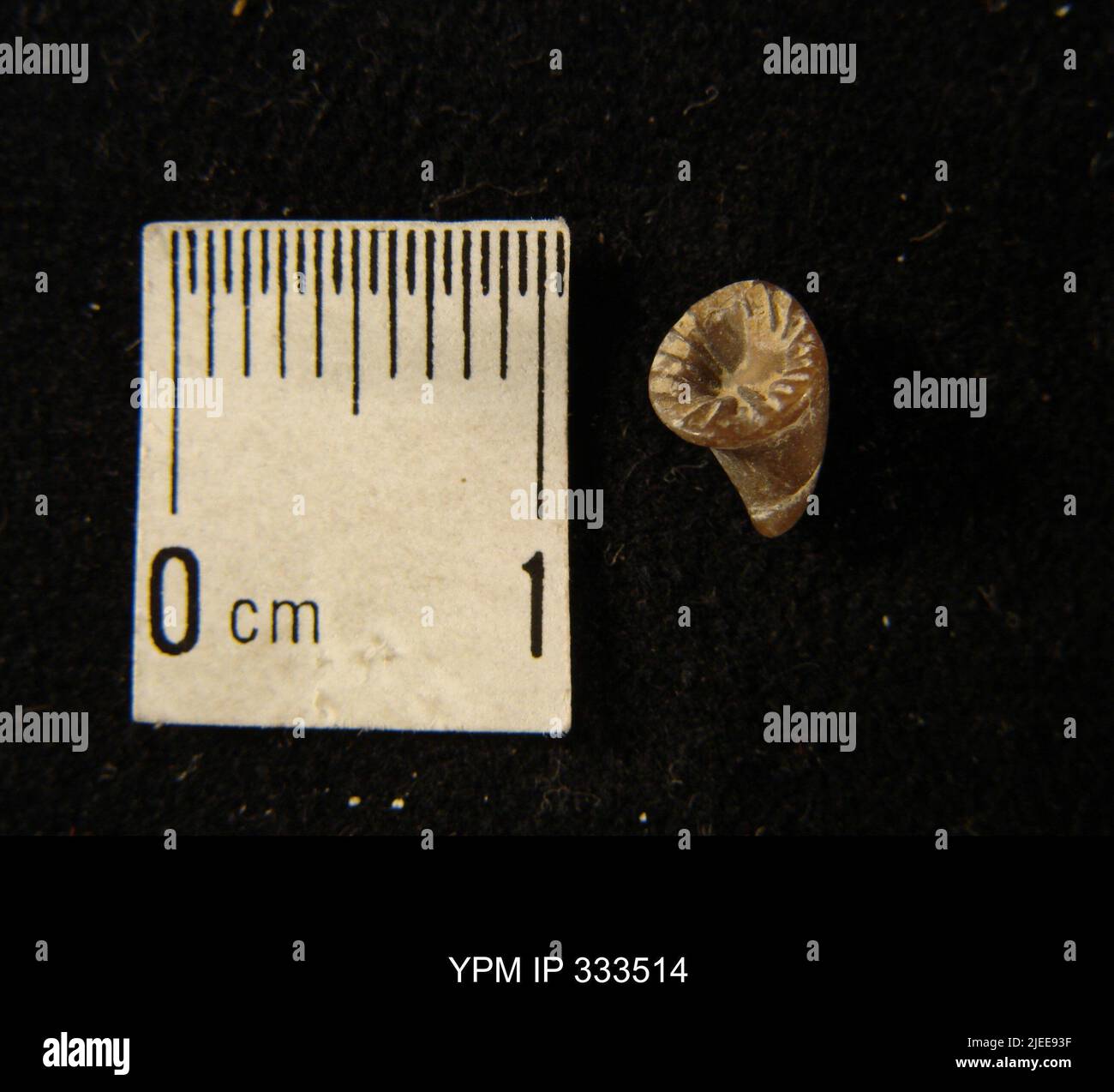 Conulus hi-res stock photography and images - Alamy