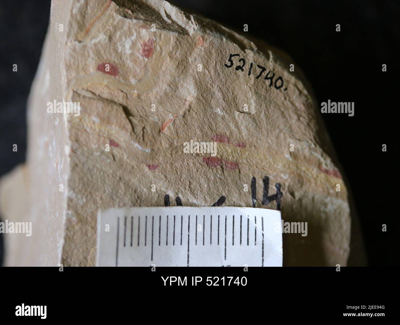 Ichnofossil footprint hi-res stock photography and images - Alamy