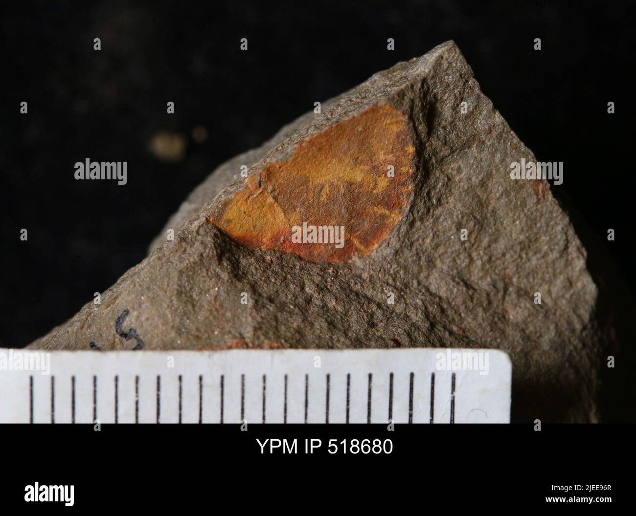 Lamp shells brachiopoda hi-res stock photography and images - Alamy