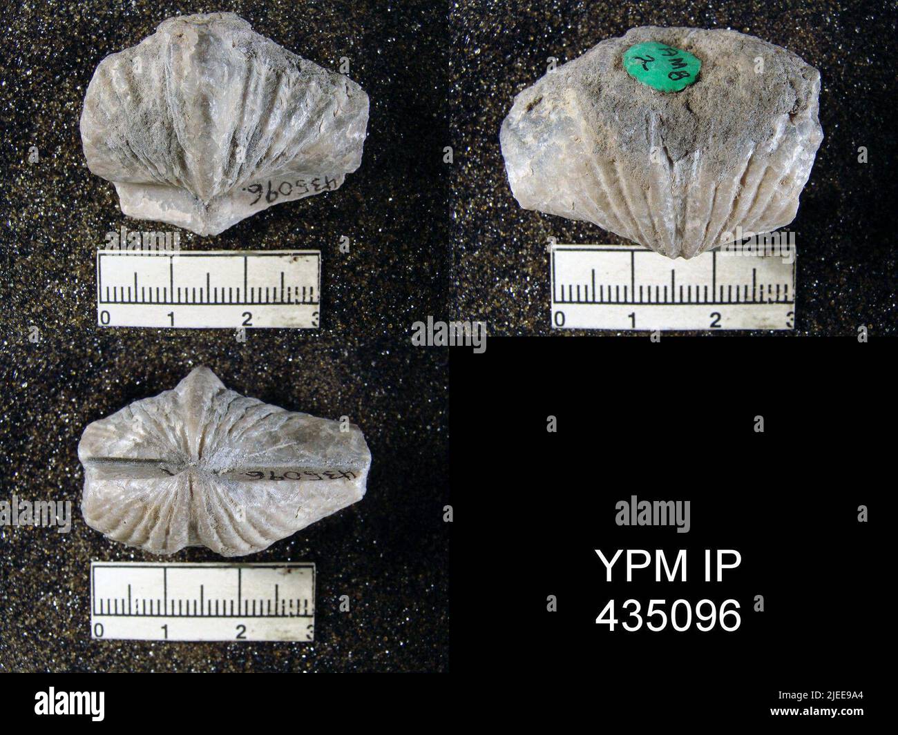 Spirifer alatus laporte hi-res stock photography and images - Alamy