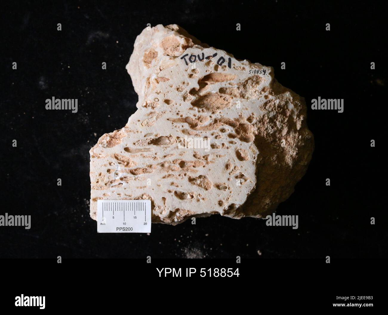 Marine skeletal structures hi-res stock photography and images - Alamy