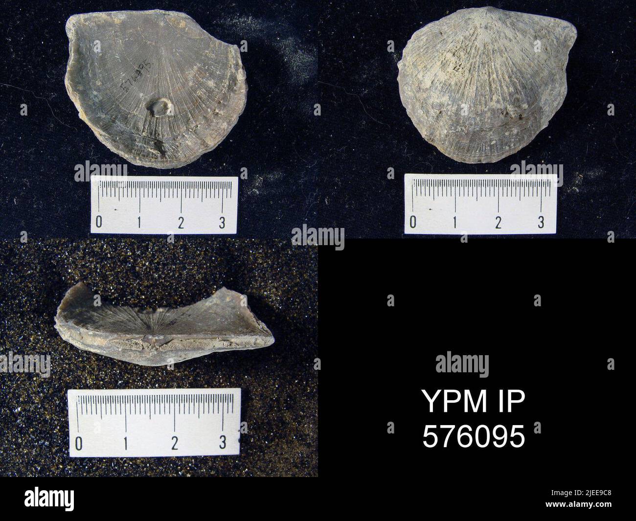 1903 animalia hi-res stock photography and images - Alamy