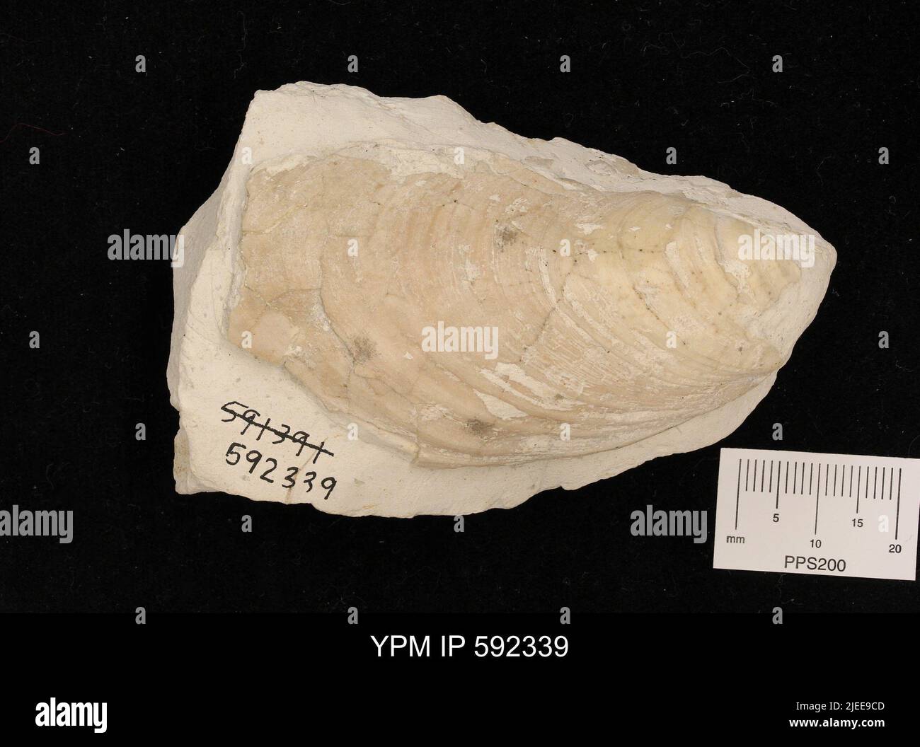 Inoceramus brogniarti animalia hi-res stock photography and images - Alamy