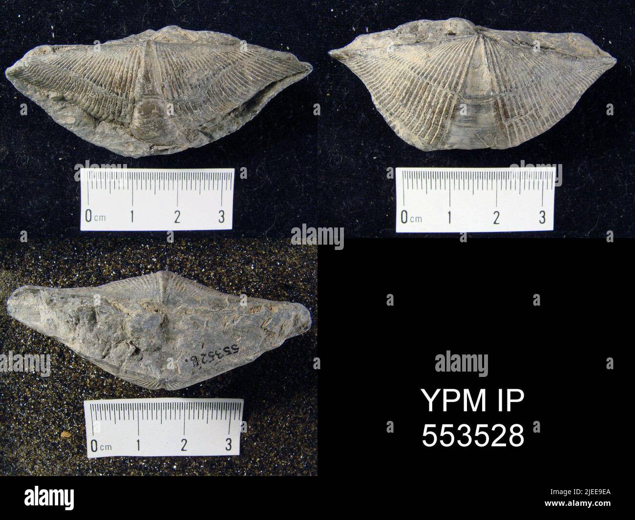 Spirifer macronotus animalia hi-res stock photography and images - Alamy