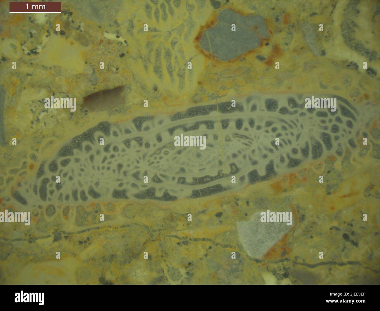 Schwagerina emaciata beede hi-res stock photography and images - Alamy