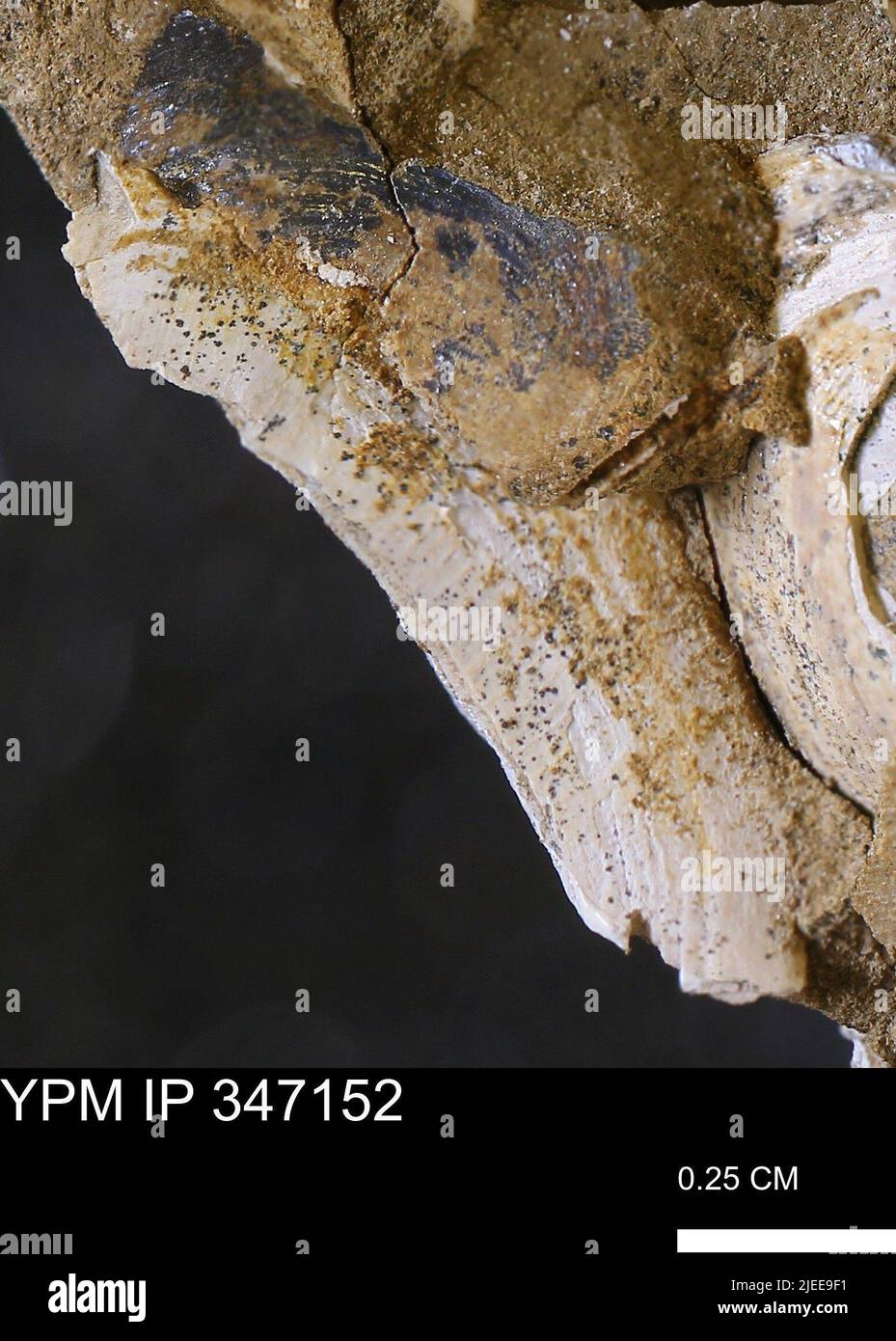 Undet bivalvia animalia hi-res stock photography and images - Alamy