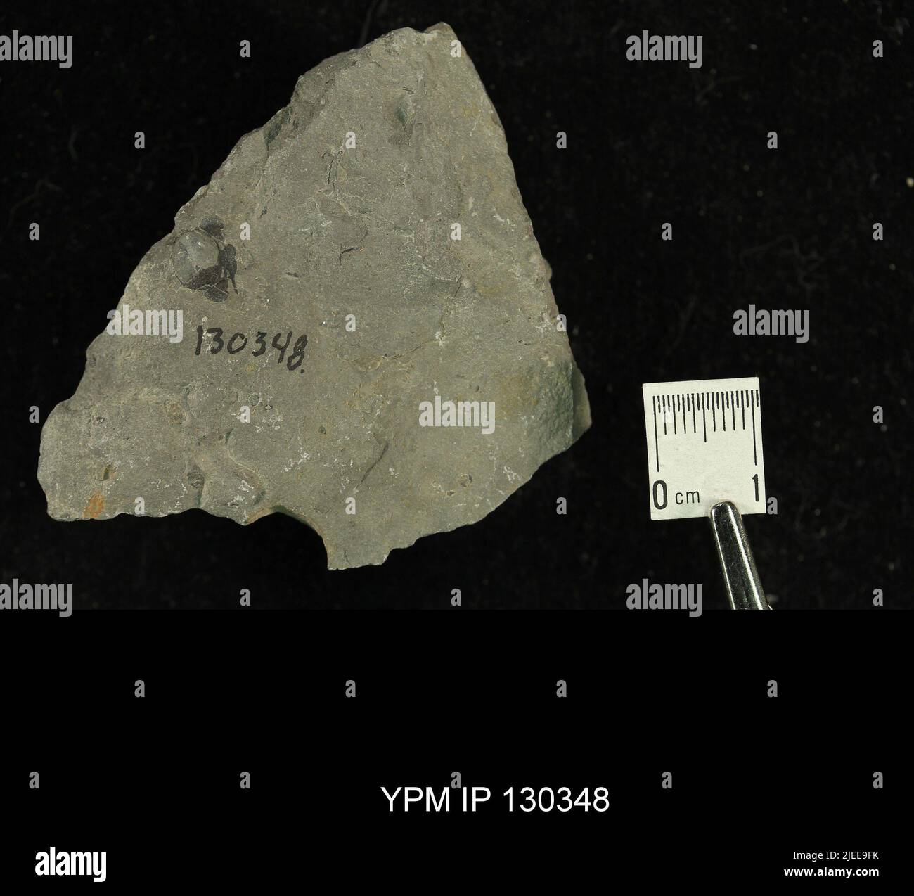 Phacops rana green animalia hi-res stock photography and images - Alamy