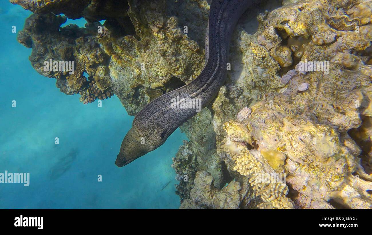 Red Sea, Egypt. 26th June, 2022. Close up of Moray eel swims over top ...