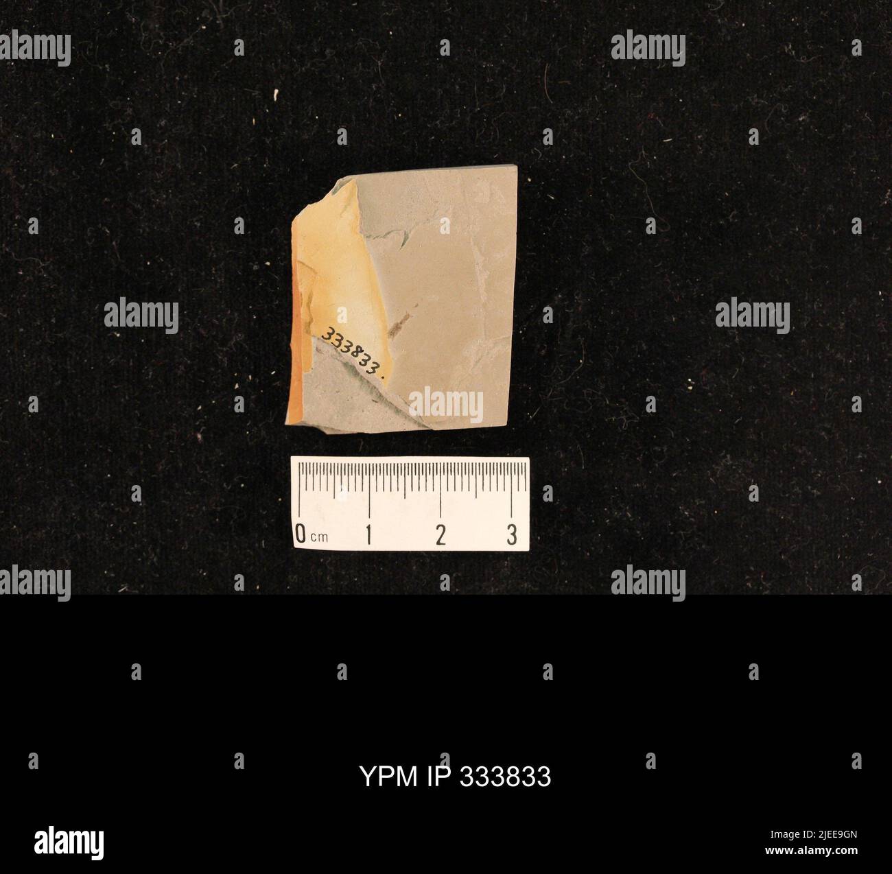 Undet pterygota animalia hi-res stock photography and images - Alamy