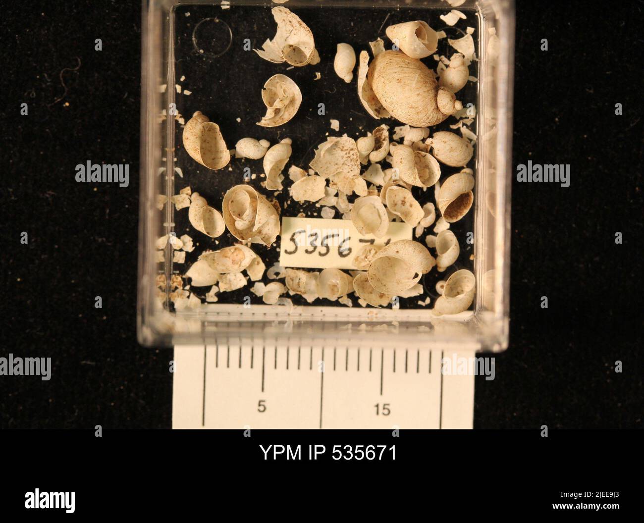 Dried Tapeworm Segments