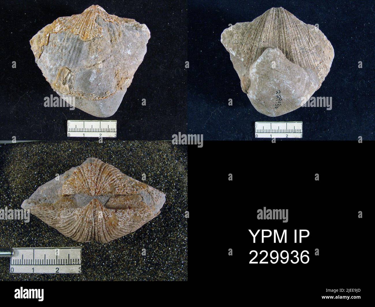 Neospirifer cameratus Morton Stock Photo - Alamy