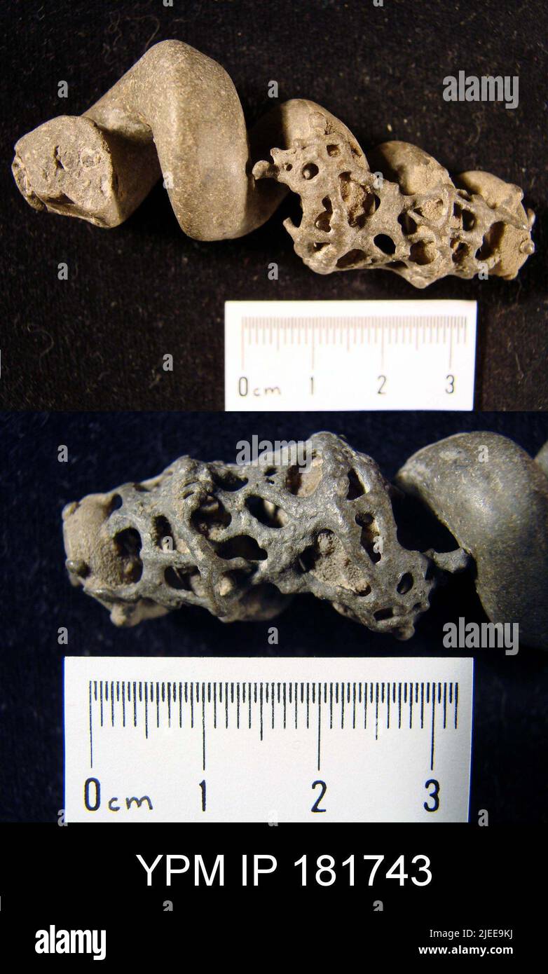 Cretacea hi-res stock photography and images - Alamy