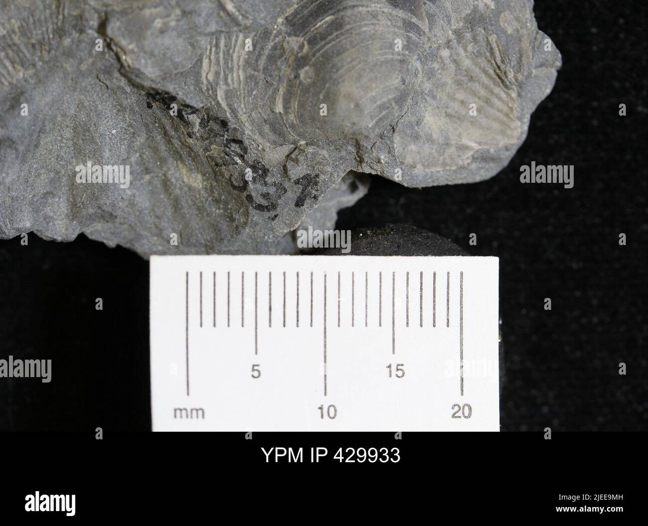 Athyris spiriferoides Eaton Stock Photo - Alamy
