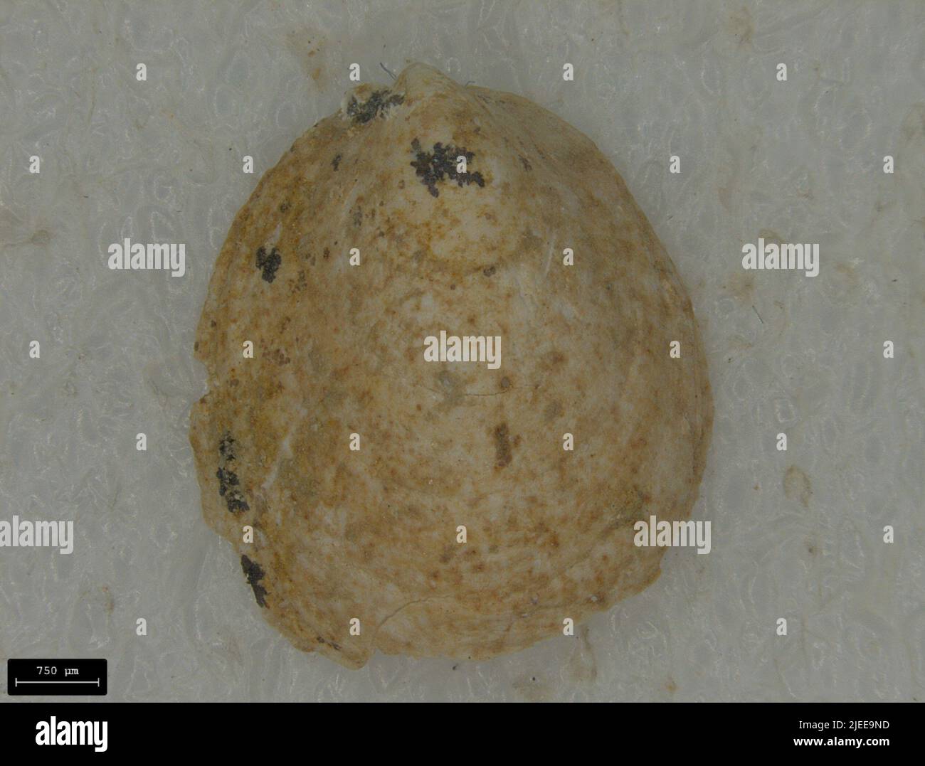 Crepidula convexa Say, 1822 Stock Photo - Alamy