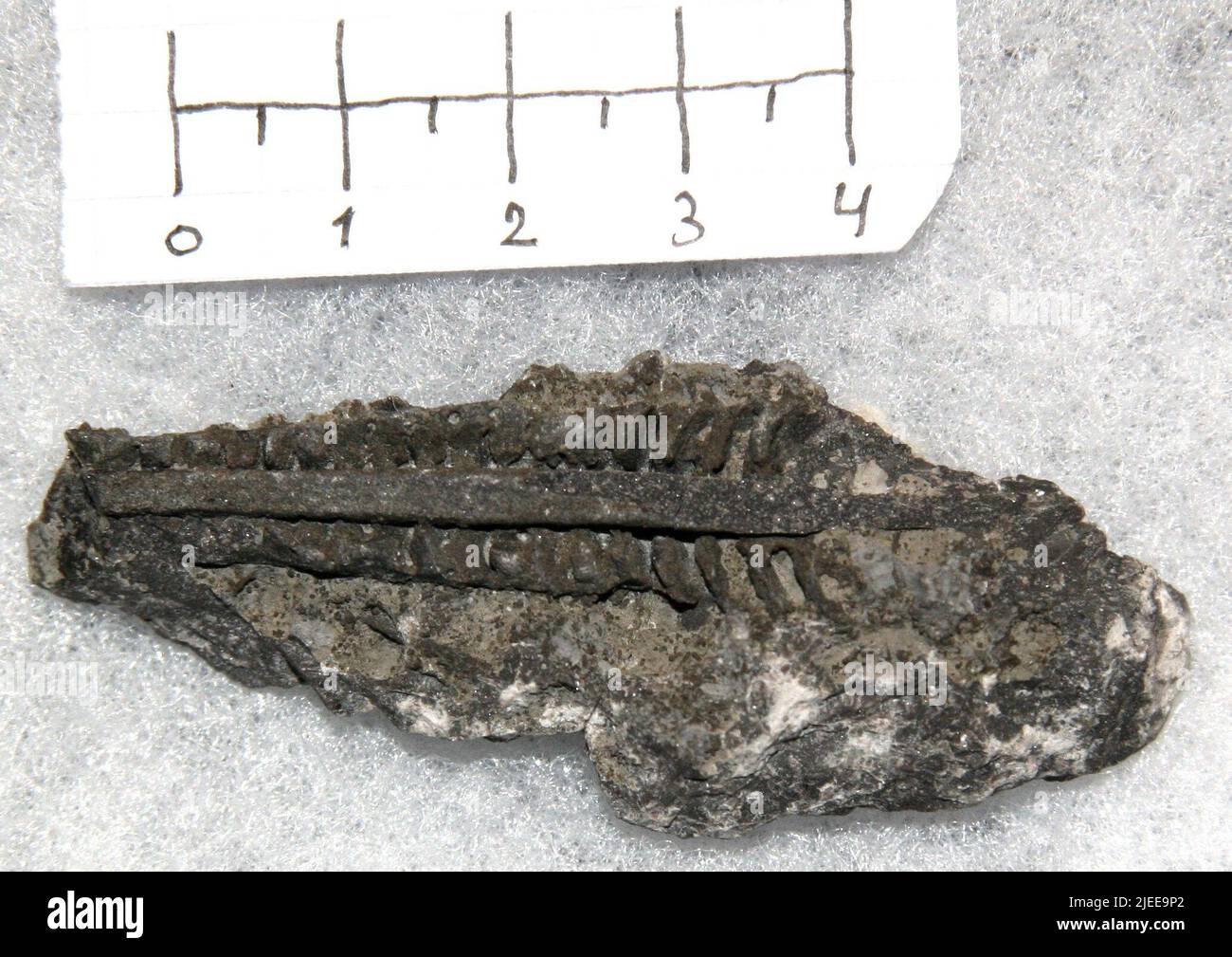 Protocycloceras hi-res stock photography and images - Alamy