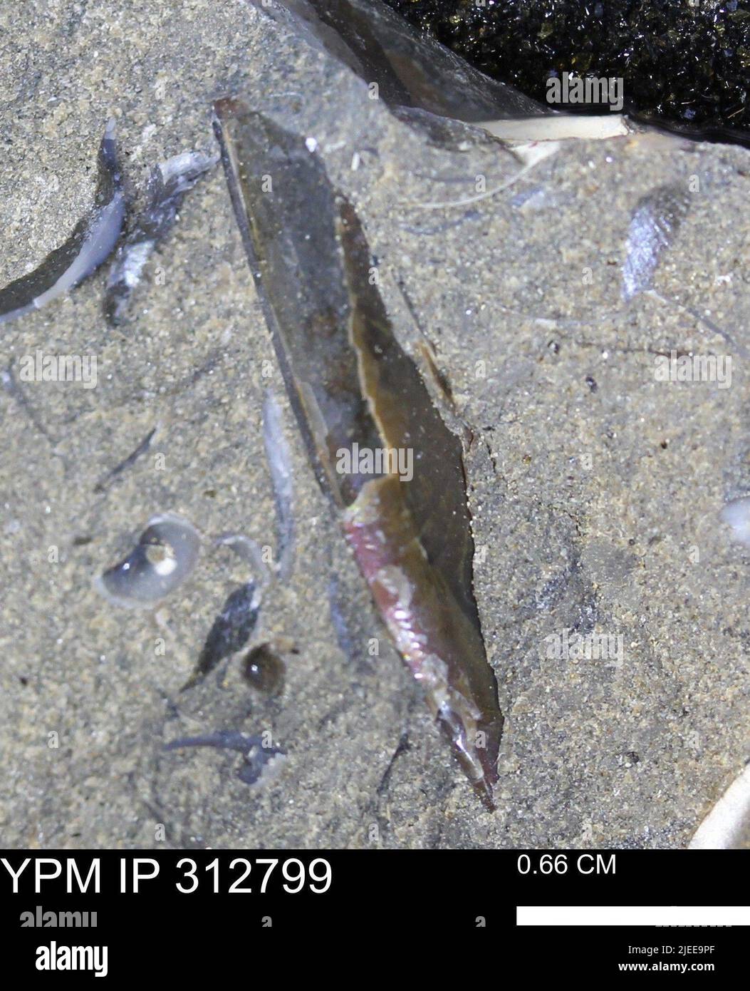 Sphenodiscus sp hi-res stock photography and images - Alamy