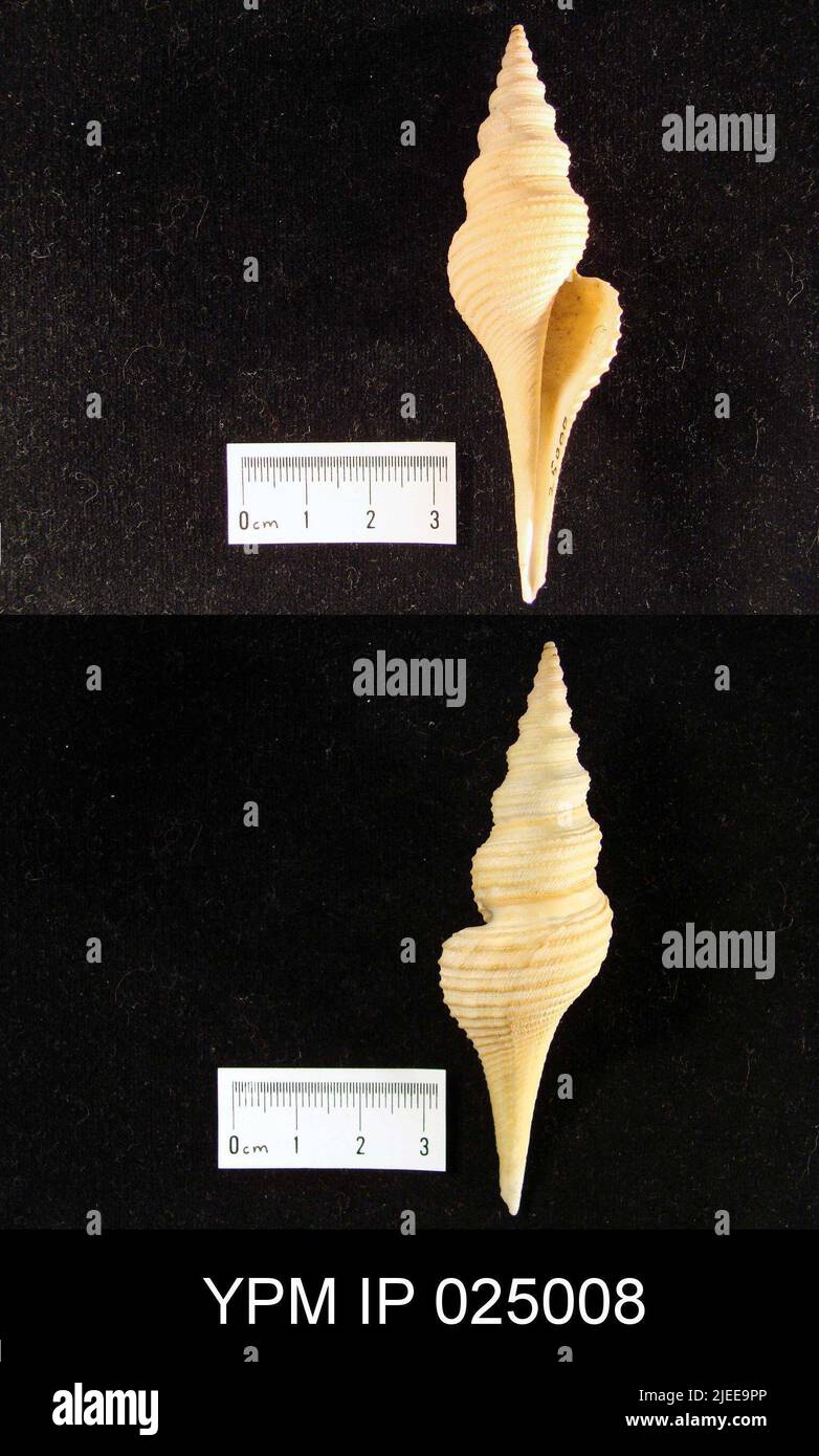 Turris sp animalia hi-res stock photography and images - Alamy