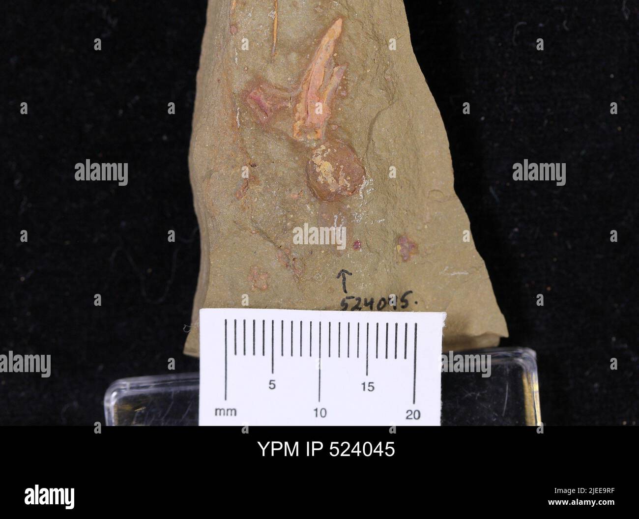 Lingulida hi-res stock photography and images - Alamy