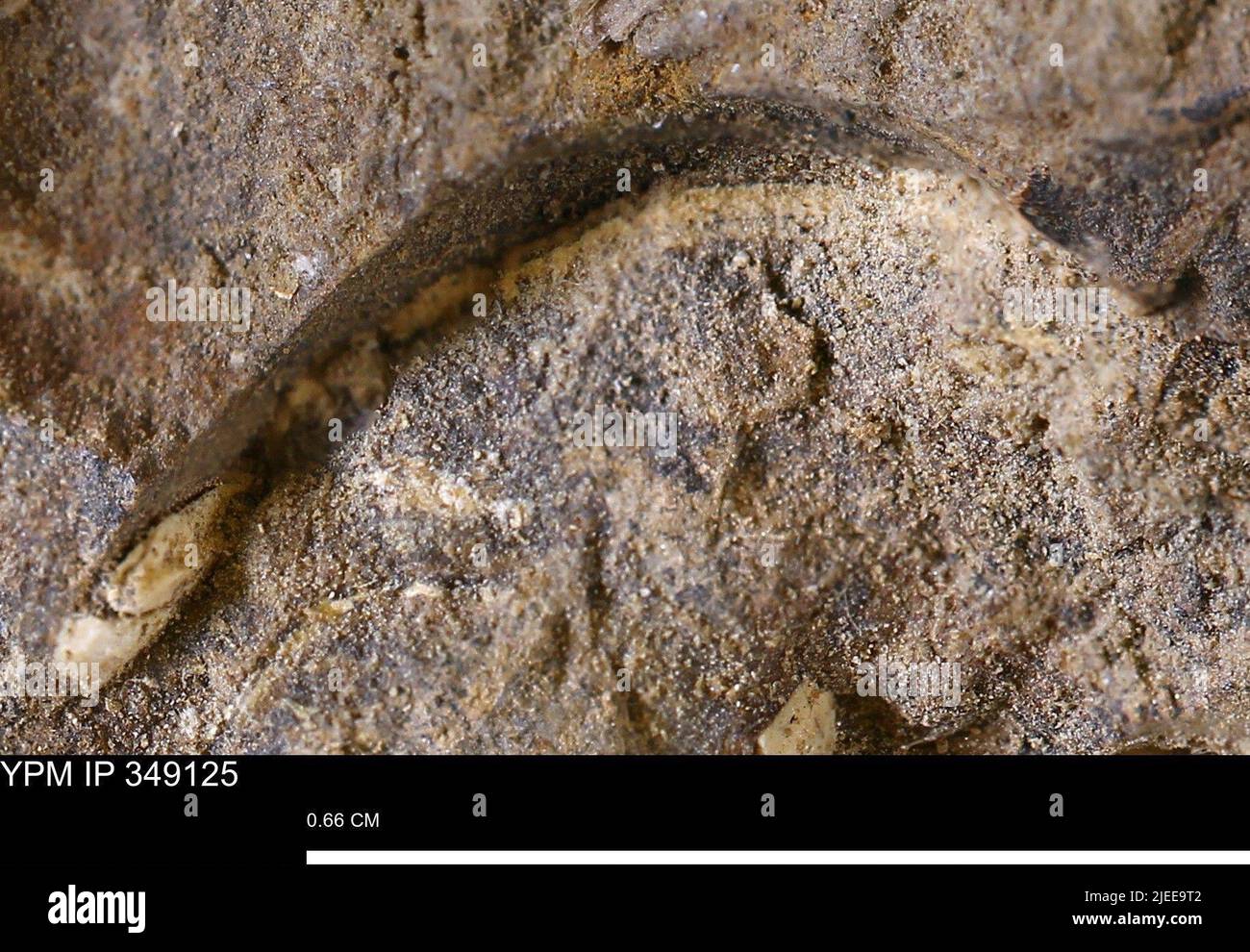 Undet bivalvia animalia hi-res stock photography and images - Alamy