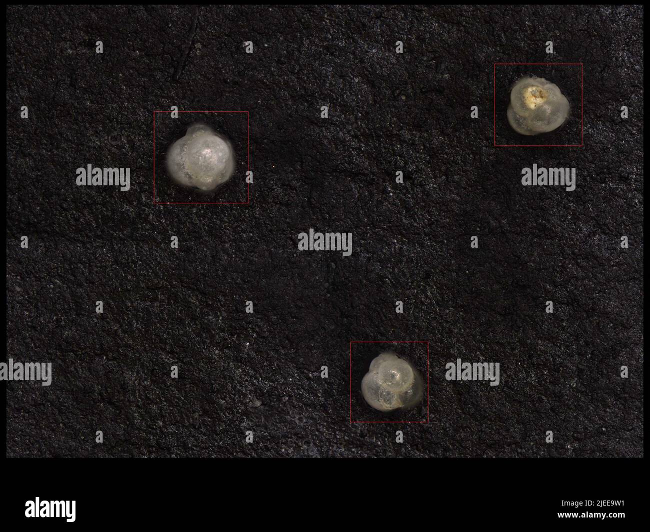 Candeina nitida d'Orbigny, 1839 Stock Photo - Alamy