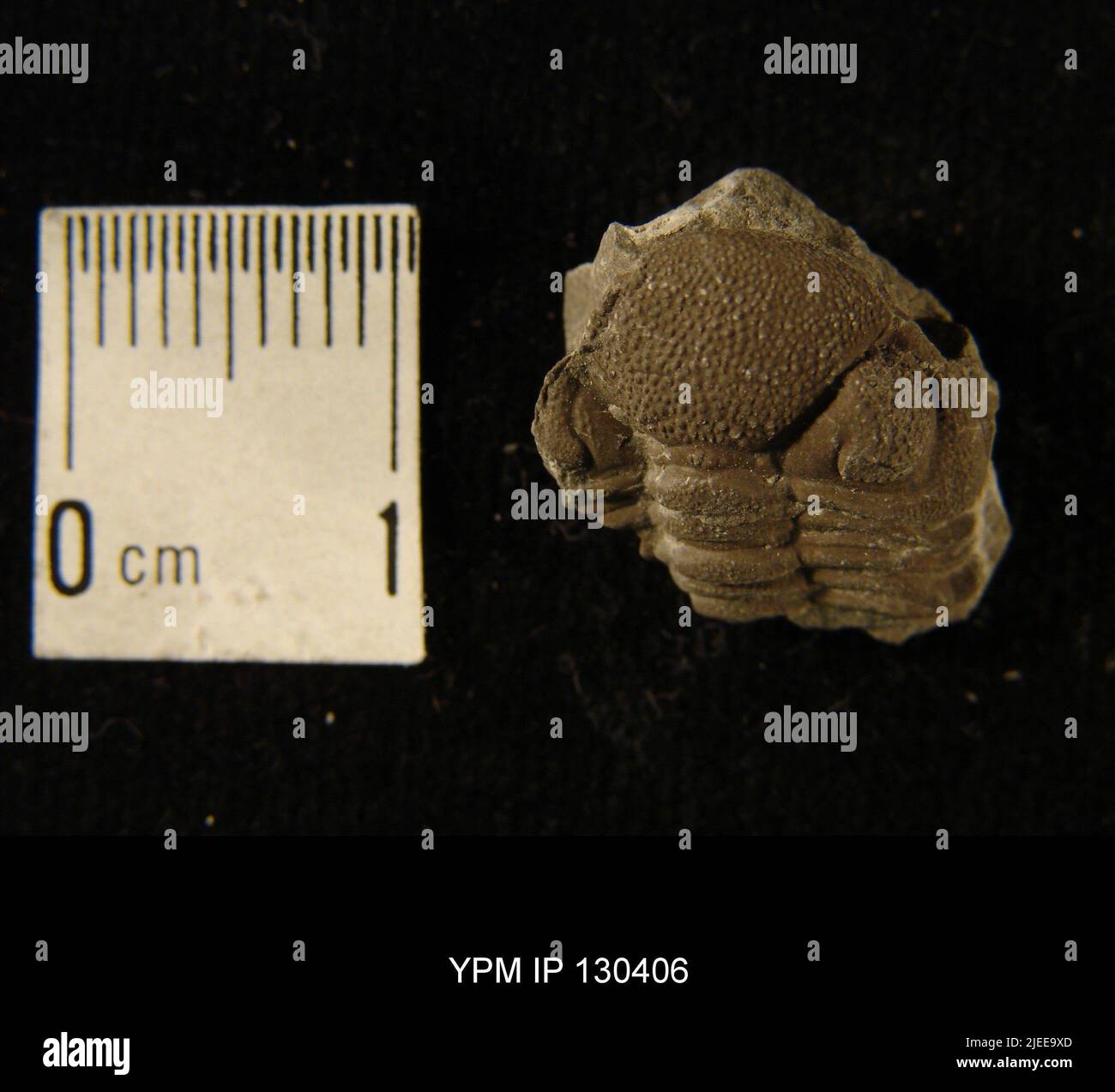 Phacops rana (Green Stock Photo - Alamy