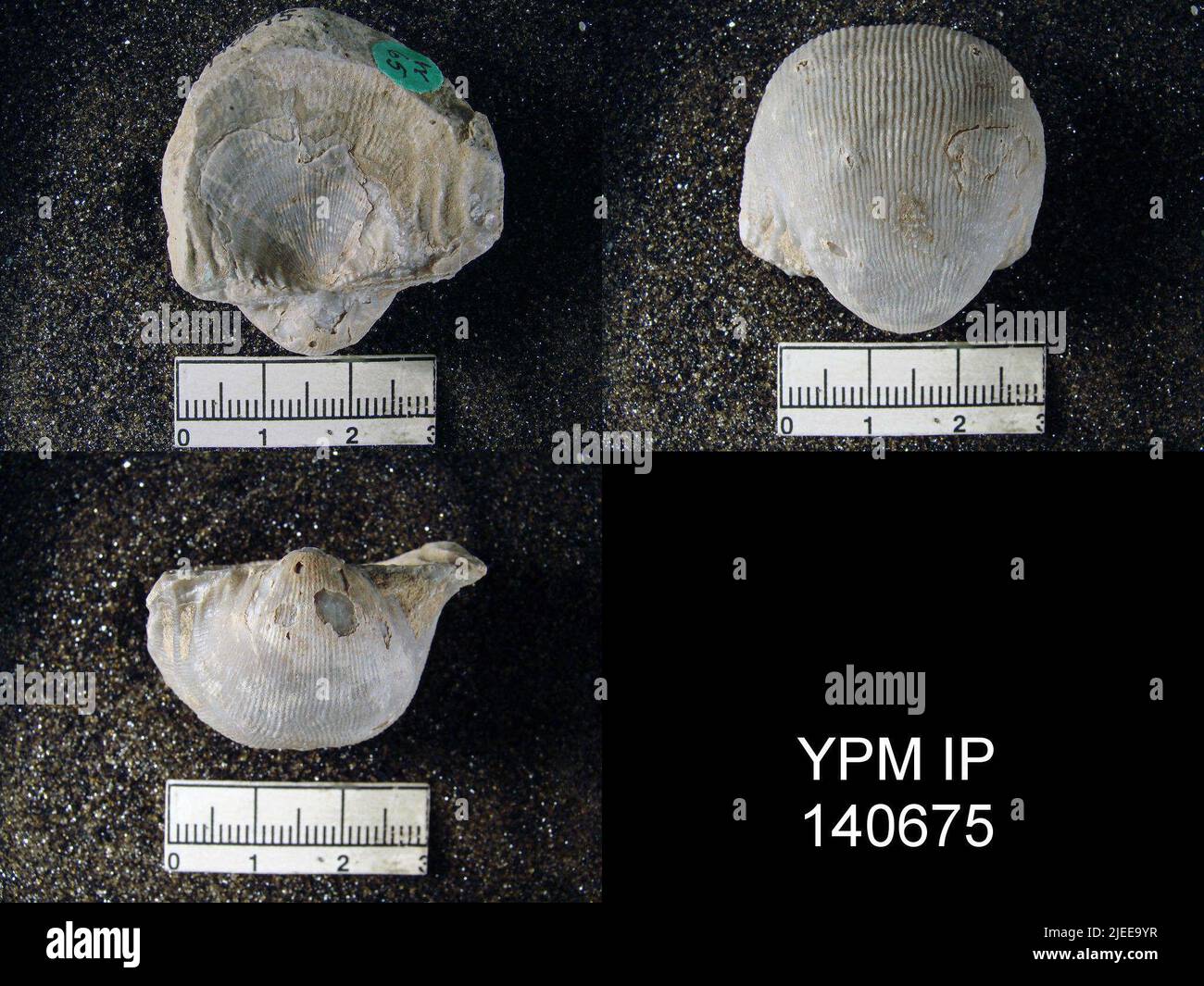 Productus (Linoproductus) lineatus Stock Photo - Alamy