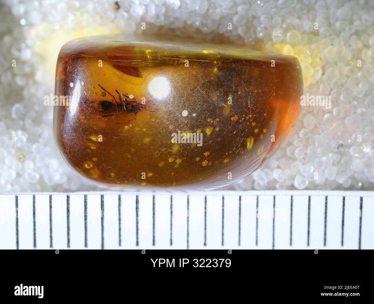 Undet formicidae animalia hi-res stock photography and images - Alamy