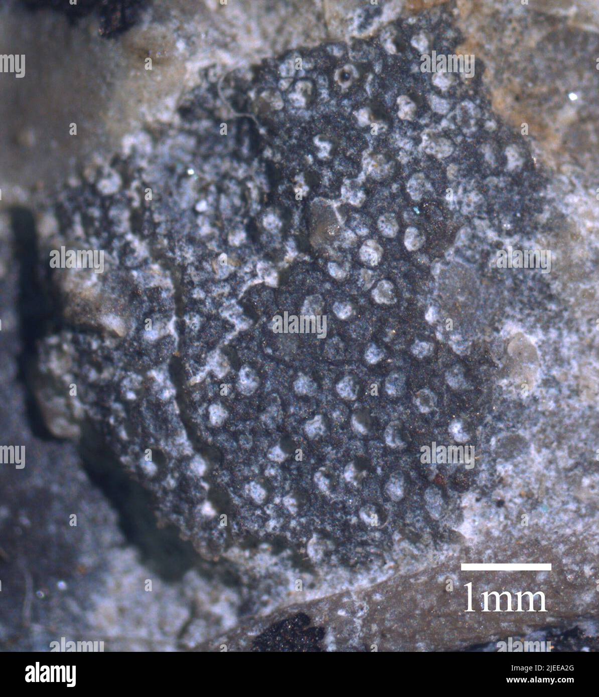 Bassler hi-res stock photography and images - Alamy