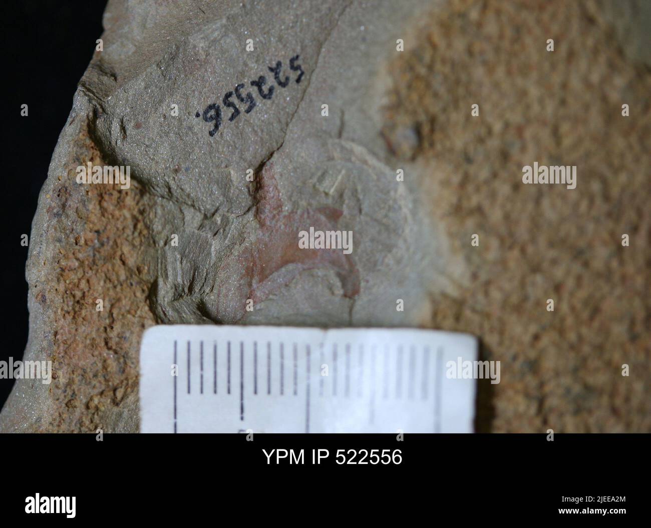 Cothurnocystis sp animalia hi-res stock photography and images - Alamy