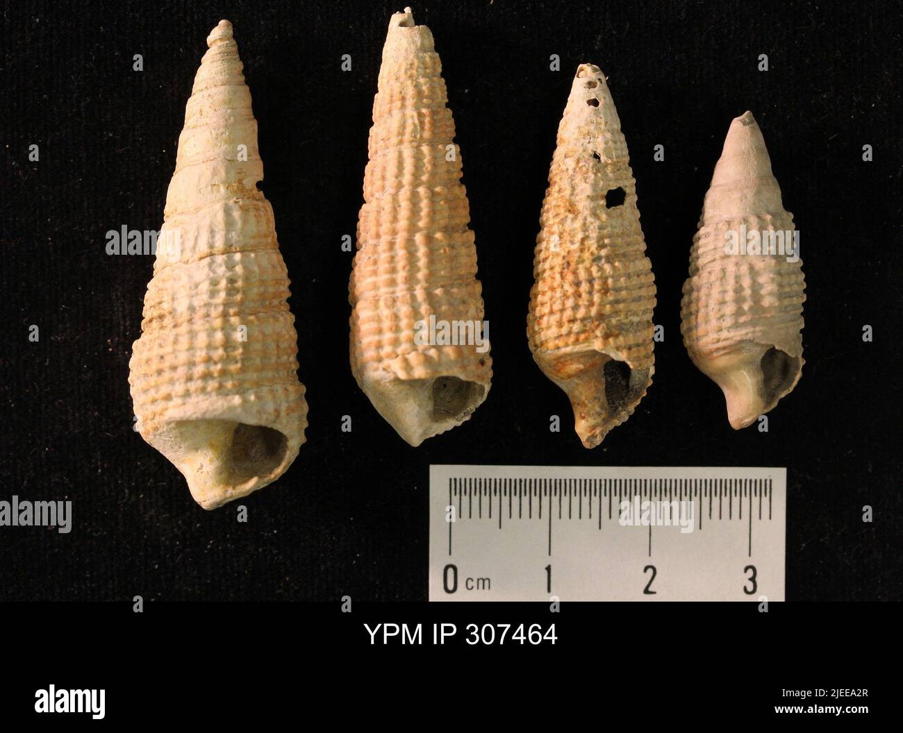 Potamididae hi-res stock photography and images - Alamy