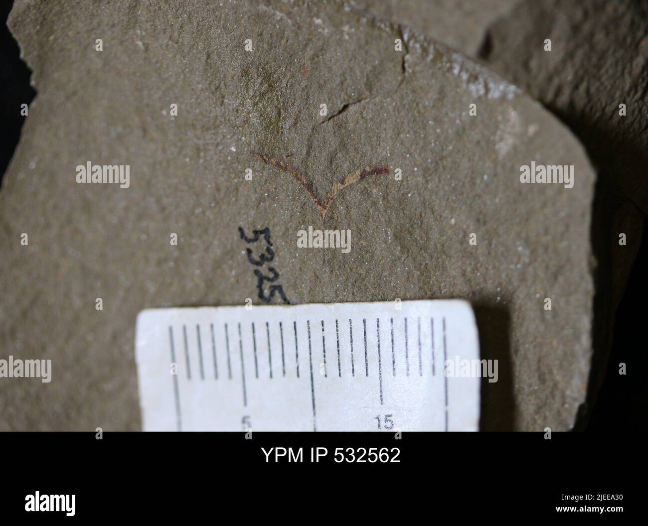 Graptolithina graptolites hi-res stock photography and images - Alamy