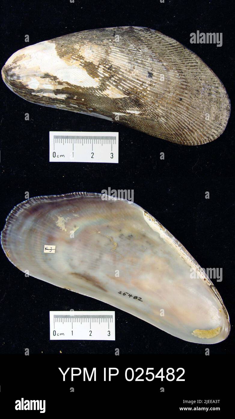 Modiolus sp animalia hi-res stock photography and images - Alamy