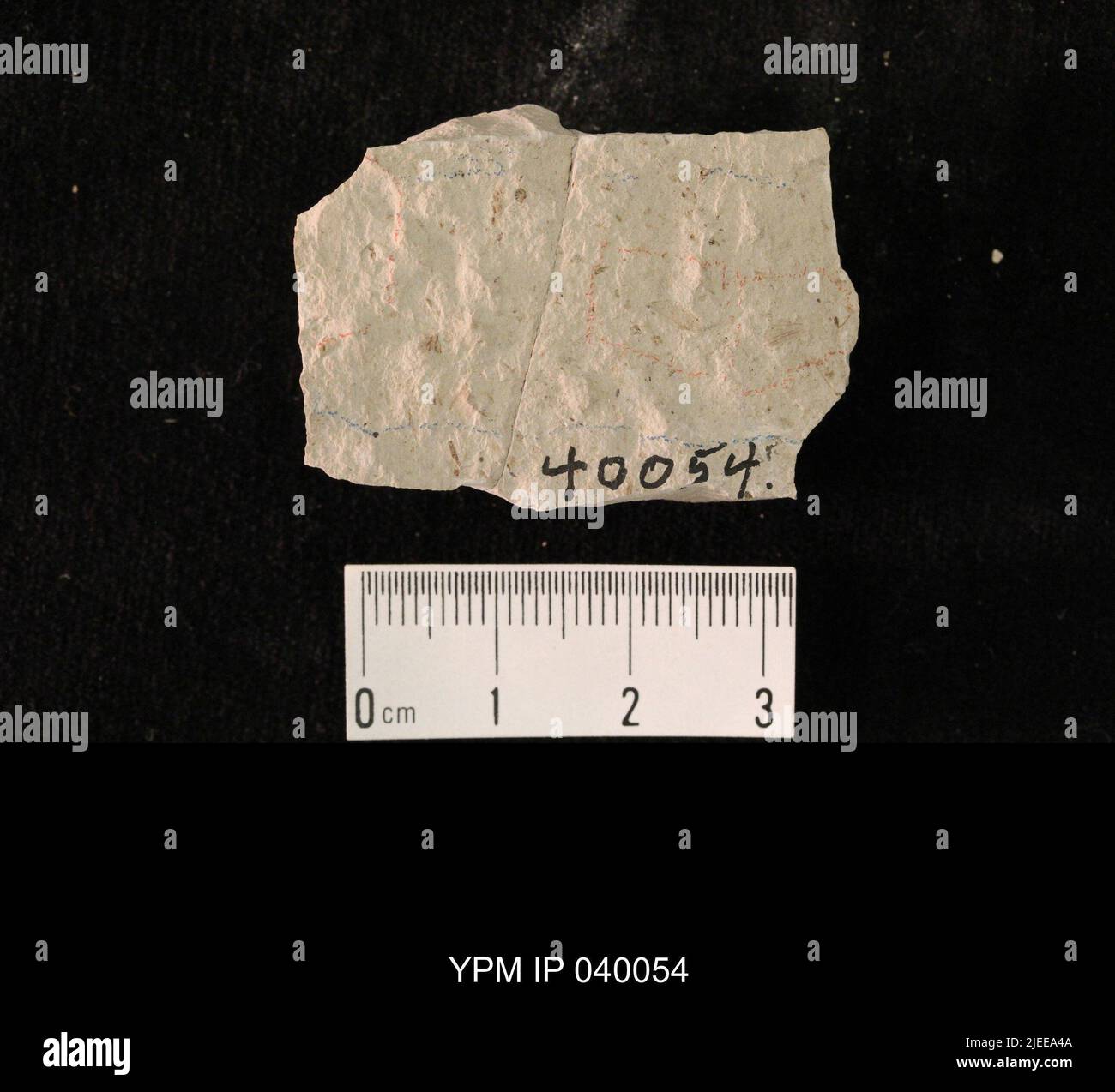 Hexapoda. IPC.01784: Kansas. Dickinson County. near top of Wellington ...