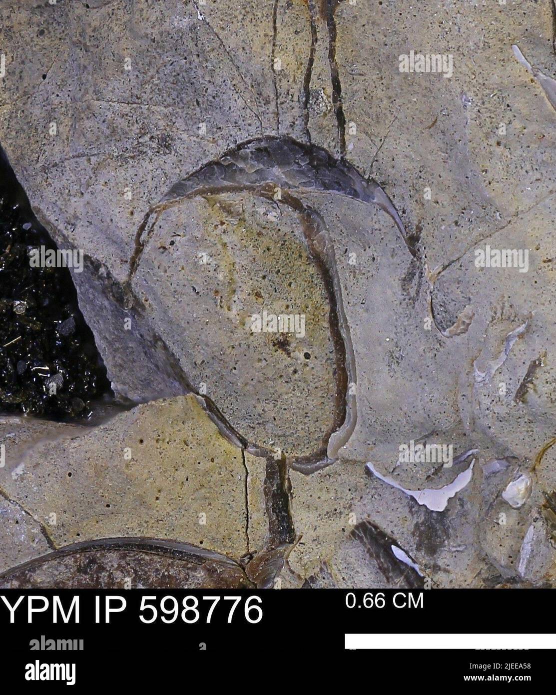 Baculites sp animalia hi-res stock photography and images - Alamy