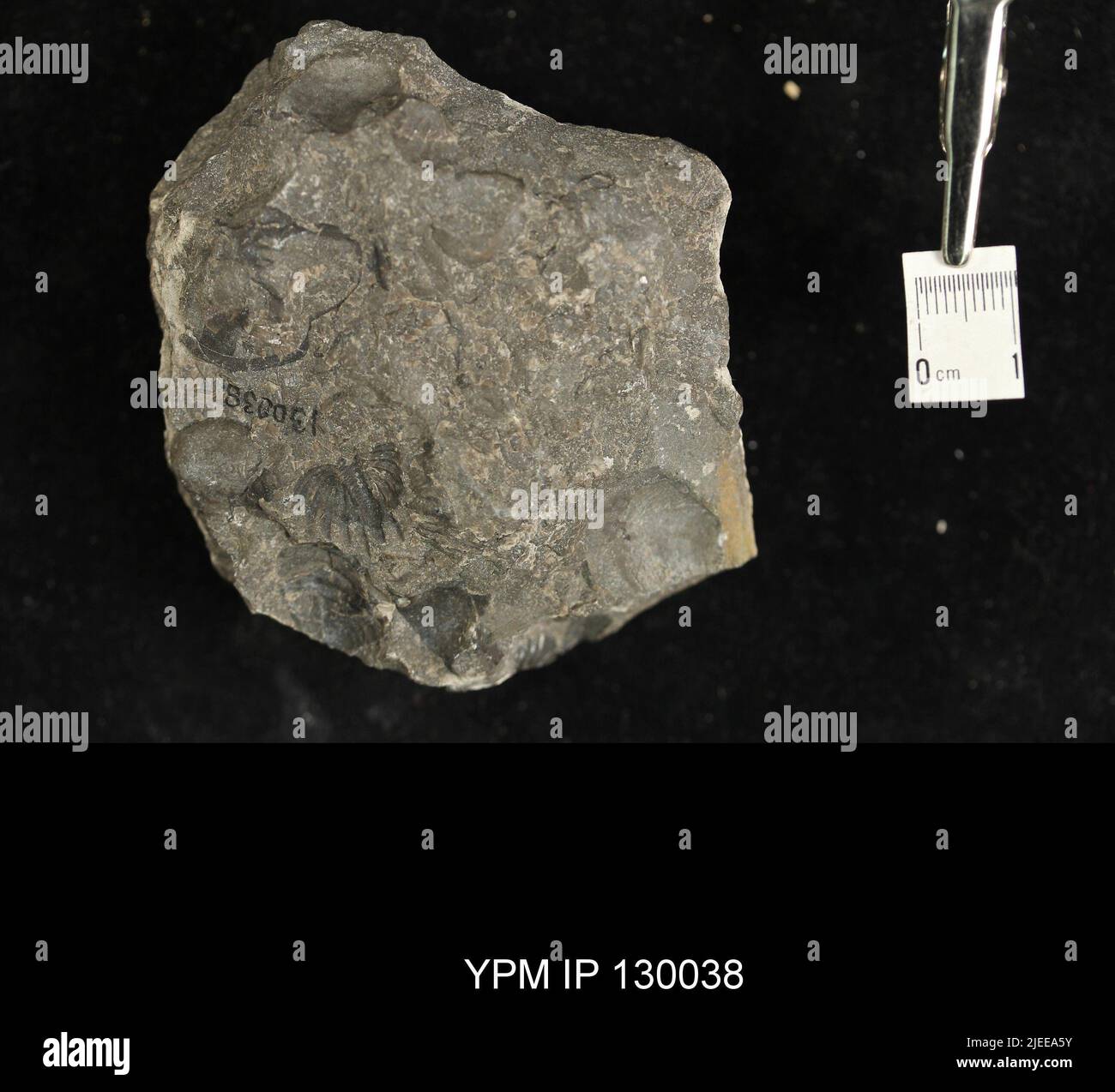 Boothi hi-res stock photography and images - Alamy