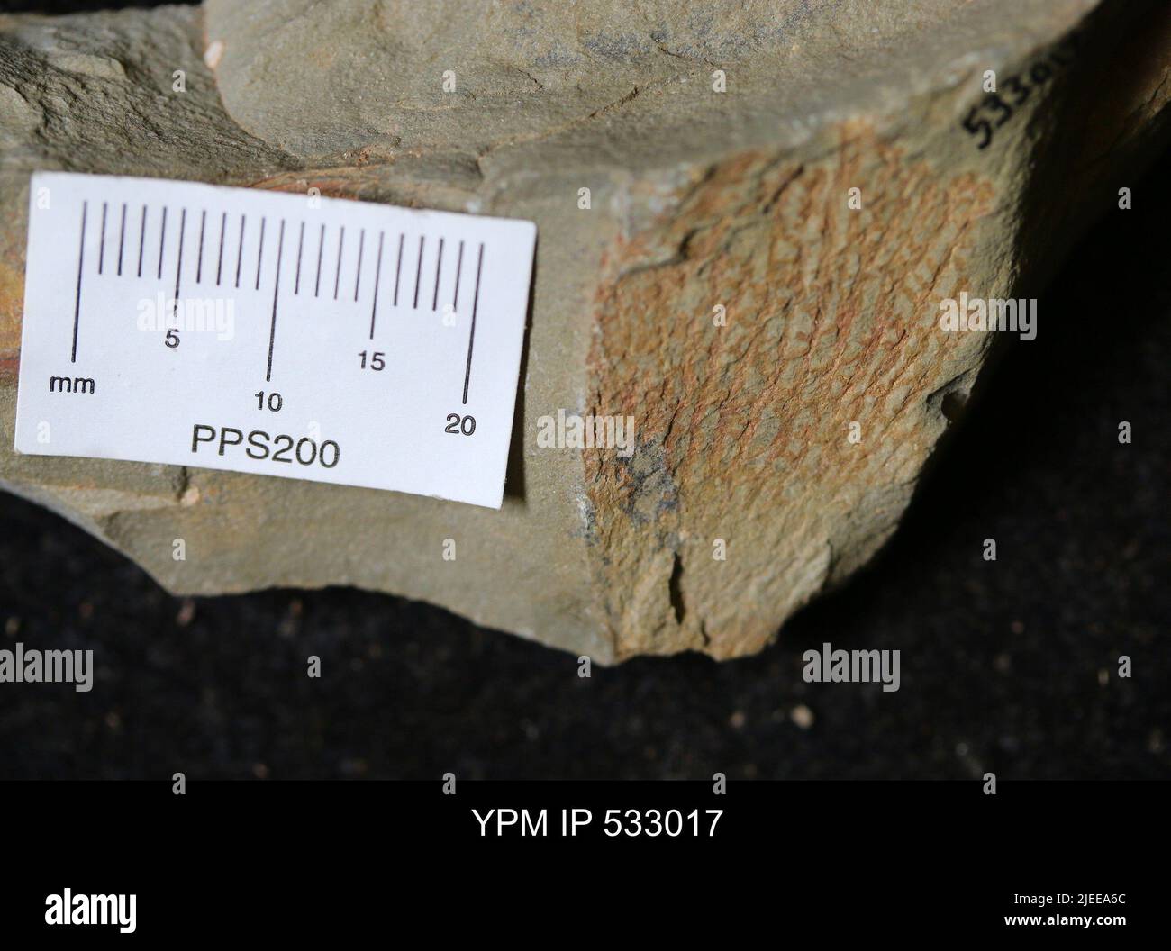 Dendroidea hi-res stock photography and images - Alamy