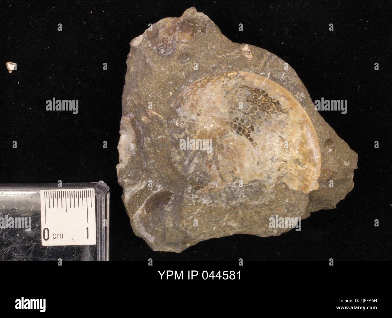 Sphenodiscus lenticularis (Owen Stock Photo - Alamy