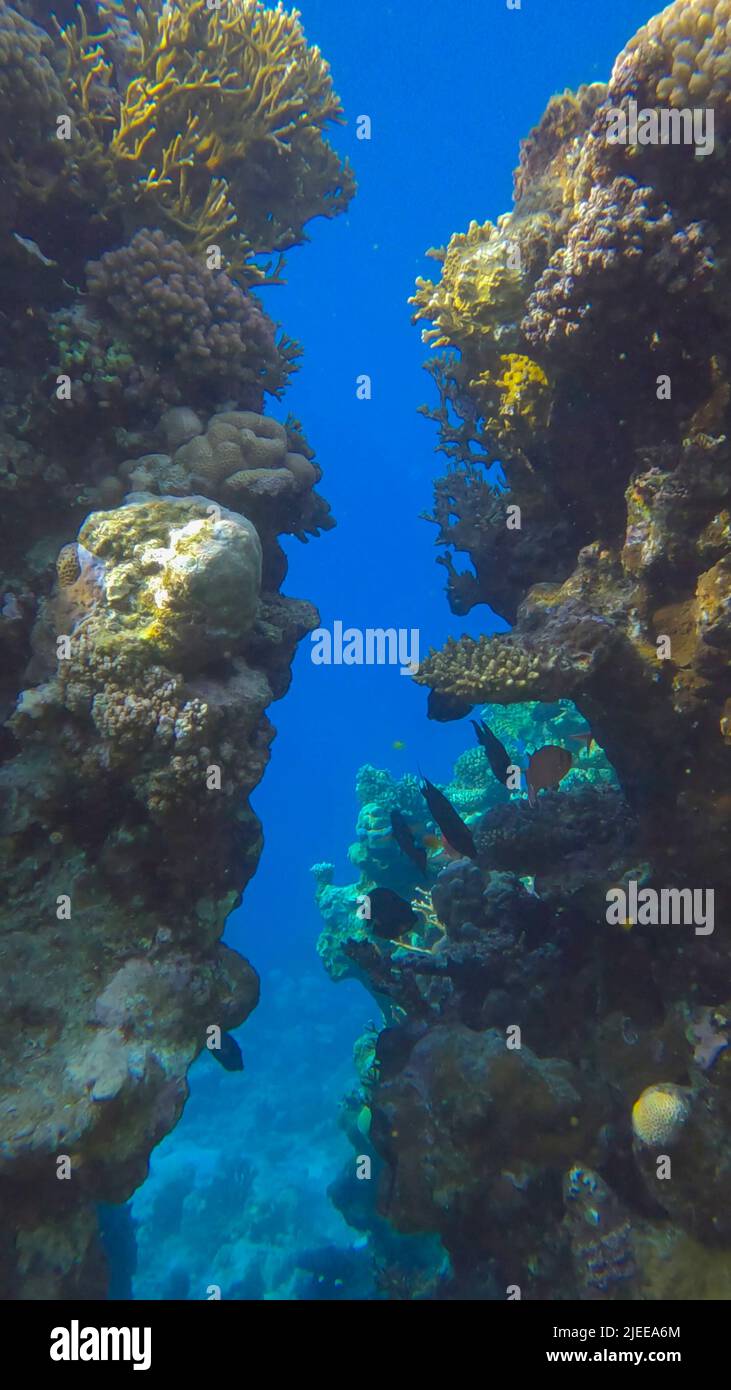 Red Sea, Egypt. 25th June, 2022. Sailing through a rift in a coral reef ...