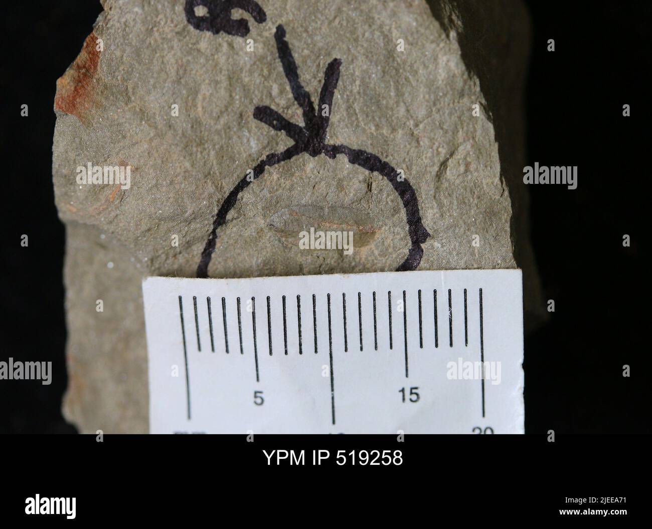 Lingulida hi-res stock photography and images - Alamy