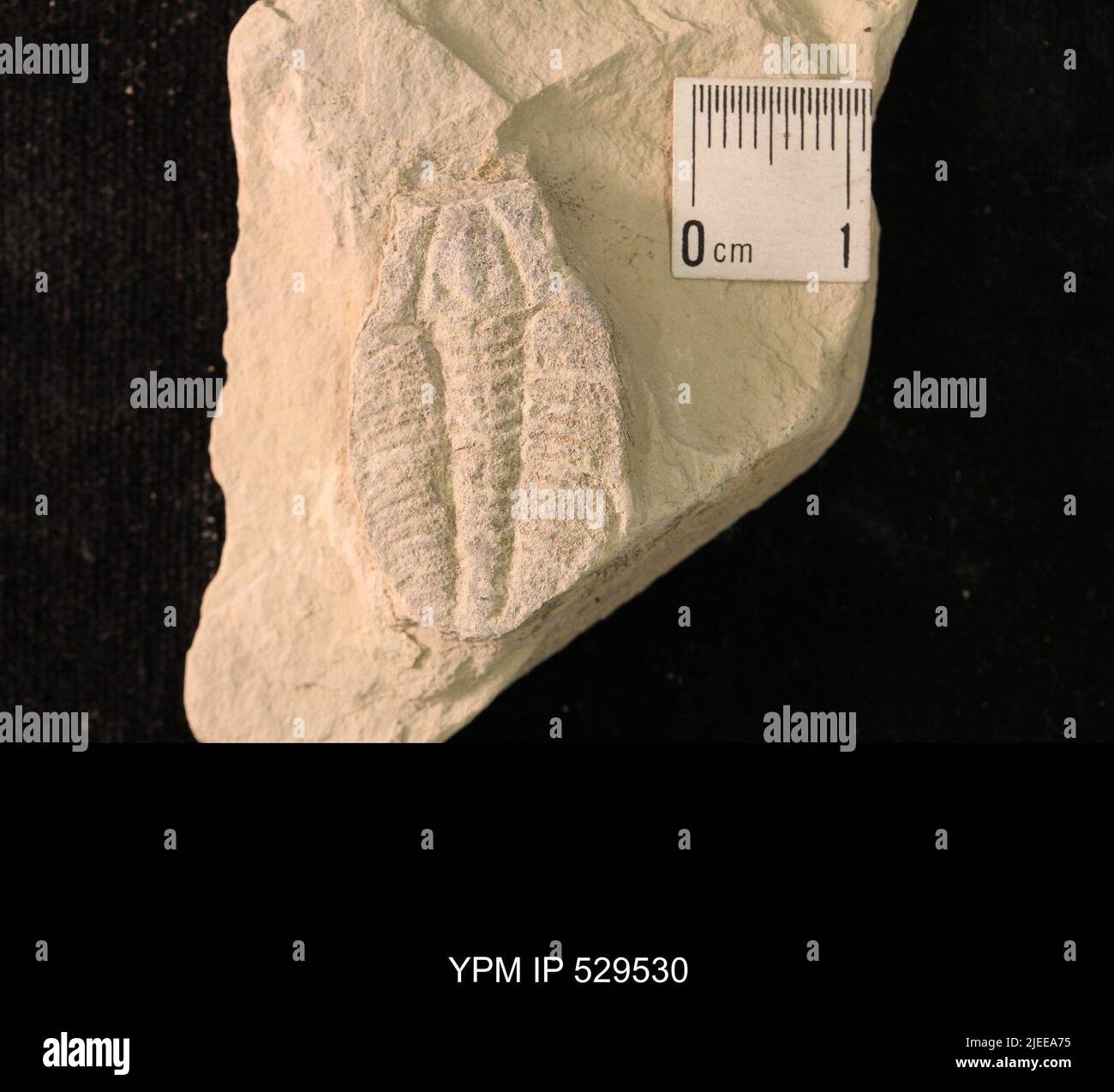 Modocia laevinucha Robison, 1964 Stock Photo - Alamy