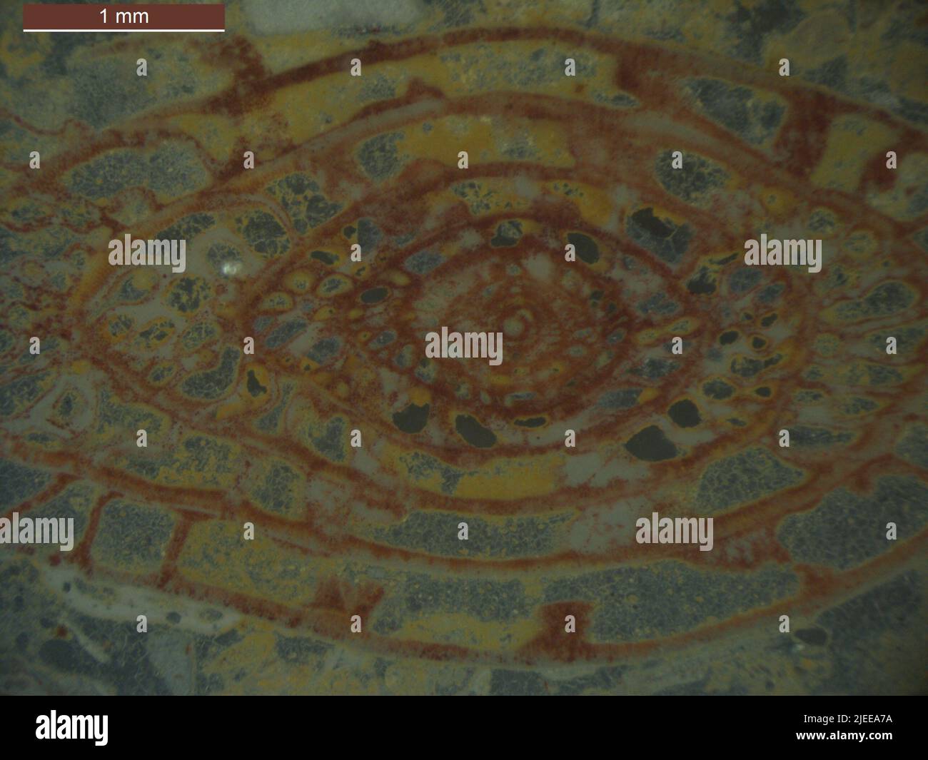 Fusulinina hi-res stock photography and images - Alamy