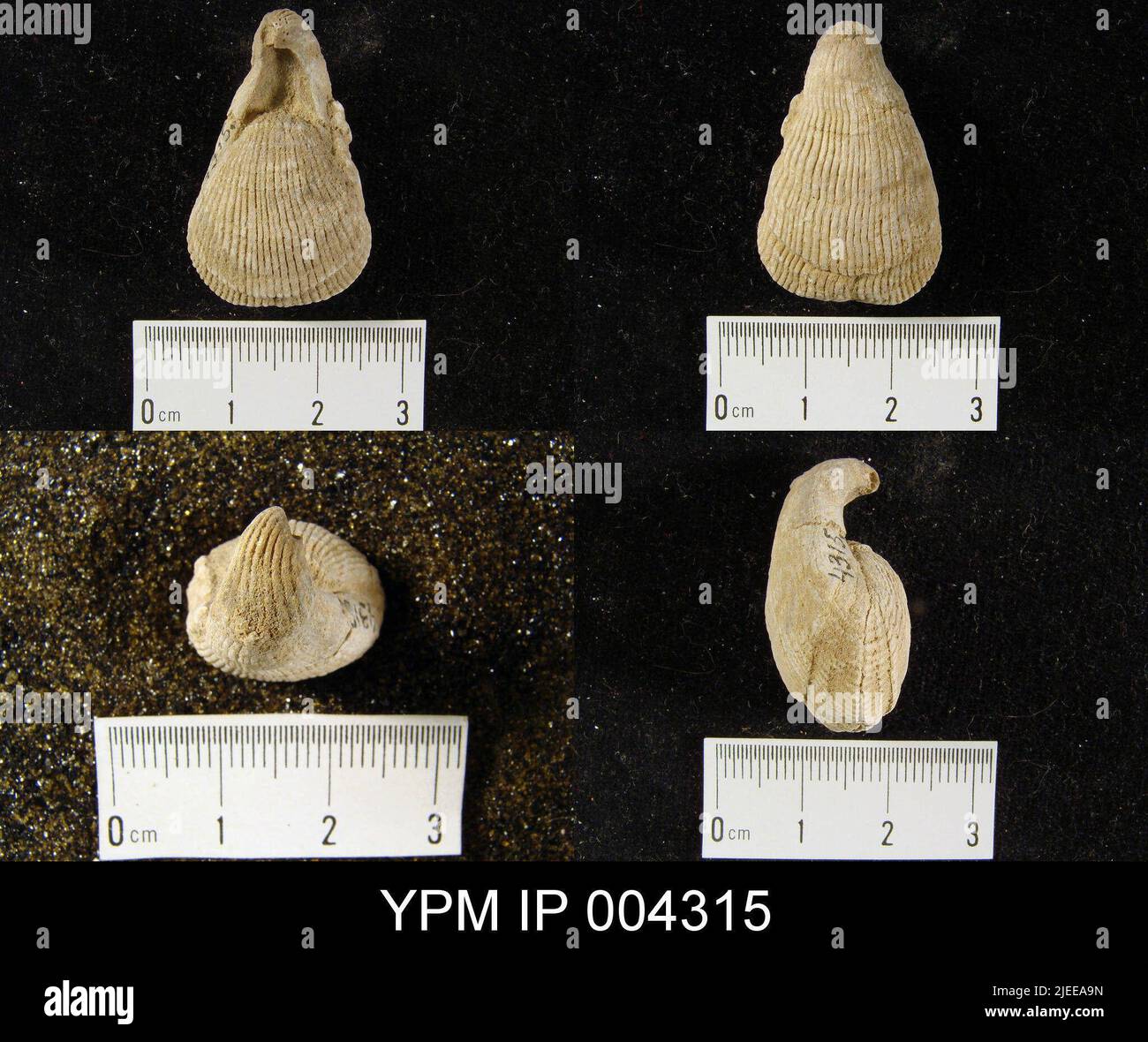 Uncites gryphus schlotheim animalia hi-res stock photography and images ...